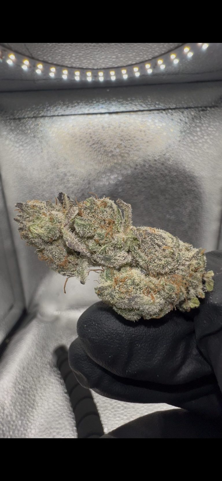 White Ash Reserve - White Ash Reserve